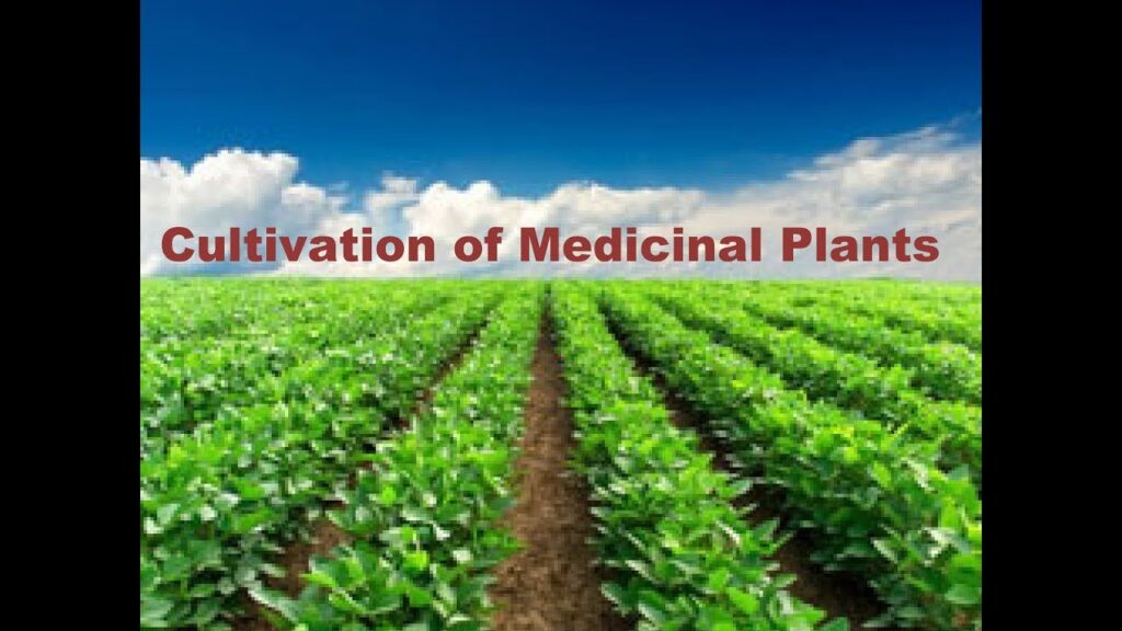 Medicinal Plants Cultivation – UpVey