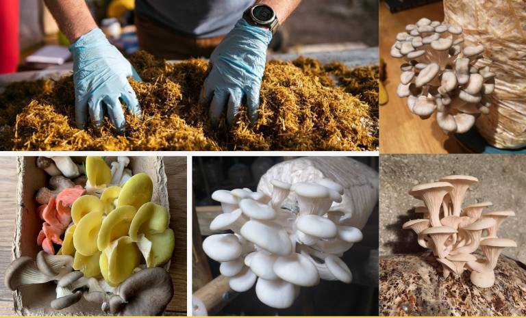 Mushroom Cultivation-Process & Growth – UpVey