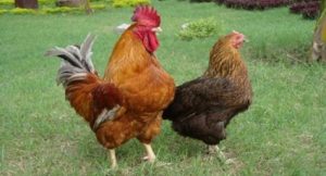 Top Chicken Breeds for Eggs and Meat in India – UpVey