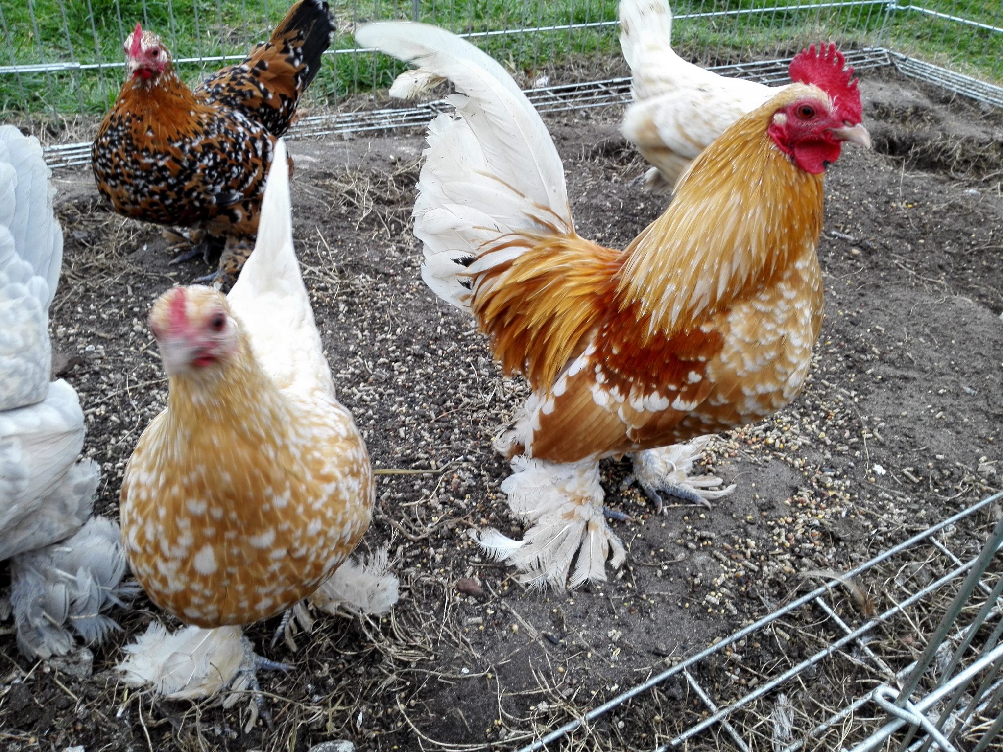Top Chicken Breeds for Eggs and Meat in India – UpVey