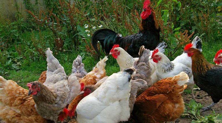Top Chicken Breeds for Eggs and Meat in India – UpVey