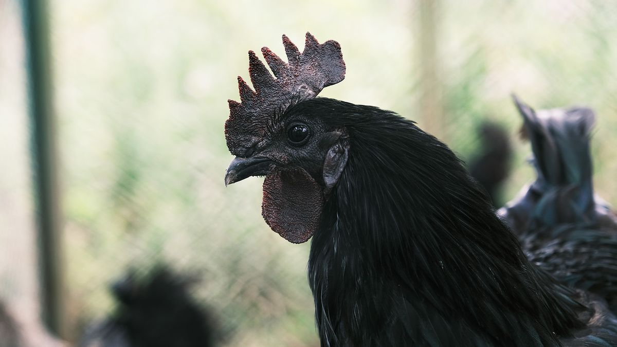 Livestock Poultry: KADAKNATH – UpVey